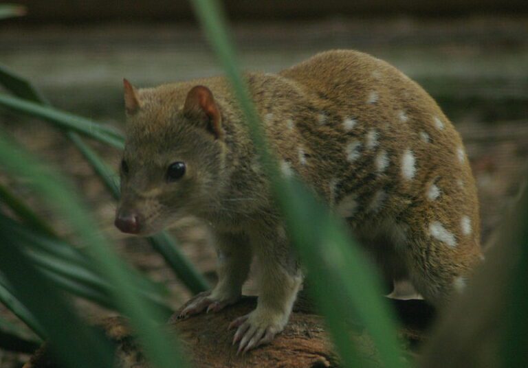 Le quoll ou dasyure, le chat marsupial cousin éloigné du Diable de ...