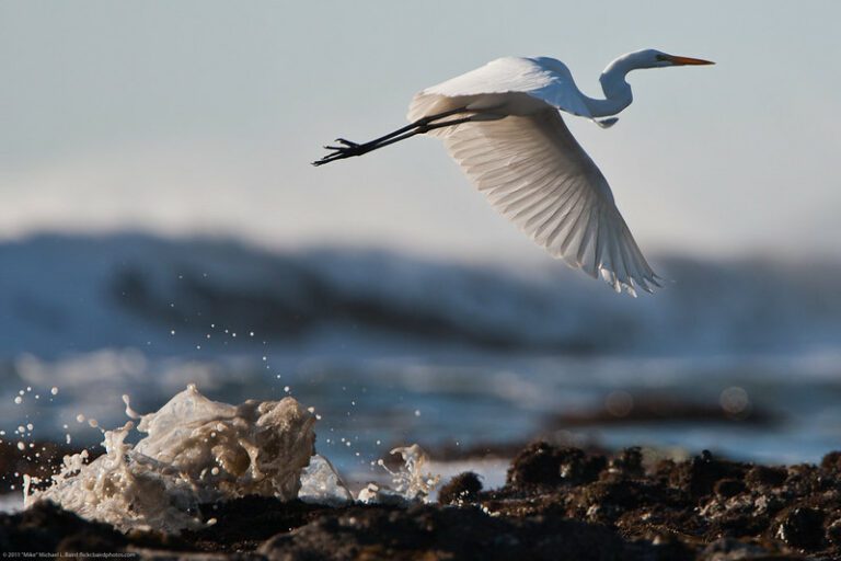 Le vol majestueux de la grande aigrette - 2Tout2Rien