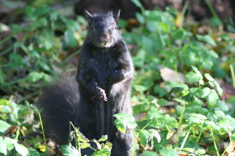 Le rare écureuil noir - 2Tout2Rien