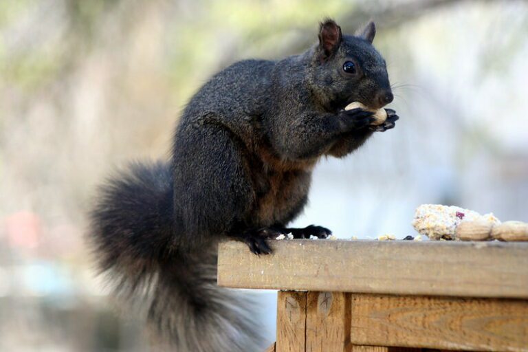 Le rare écureuil noir - 2Tout2Rien