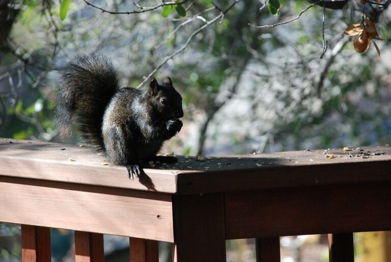 Le rare écureuil noir - 2Tout2Rien