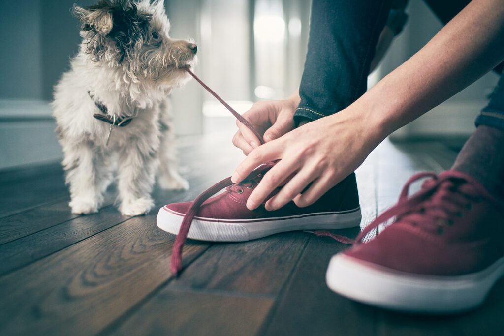 Quelques portraits de chiens par Brandon Voges - 2Tout2Rien