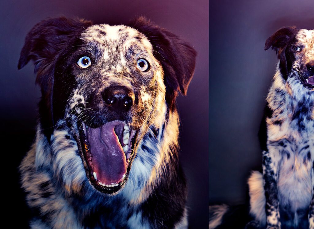 Quelques portraits de chiens par Brandon Voges - 2Tout2Rien