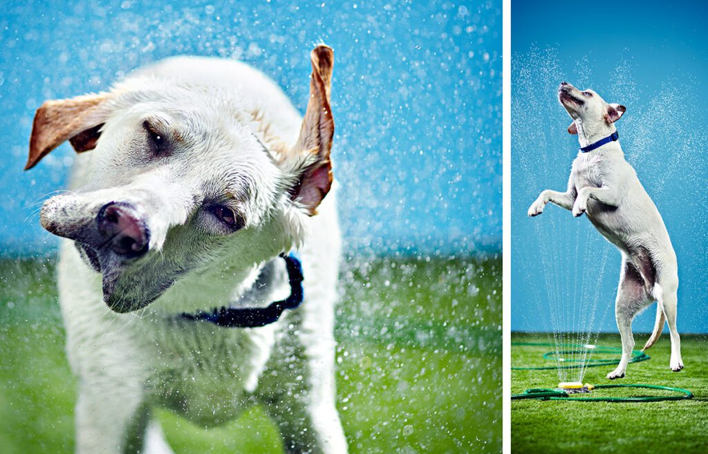 Quelques portraits de chiens par Brandon Voges - 2Tout2Rien