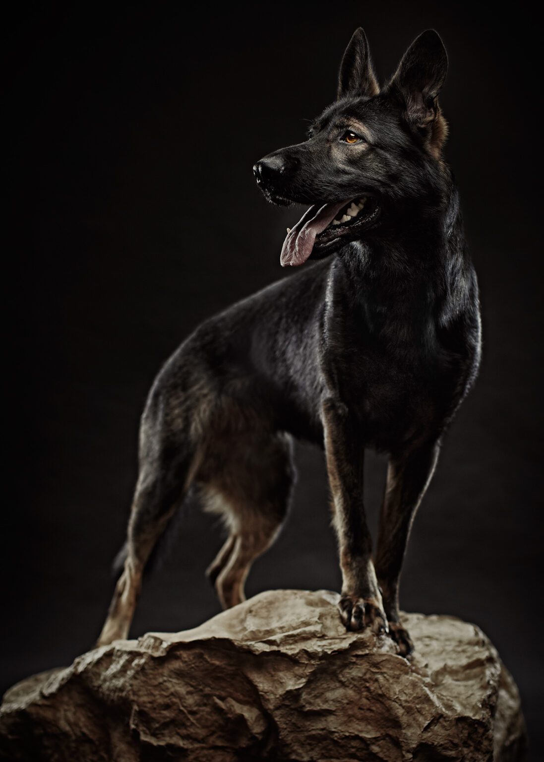 Quelques portraits de chiens par Brandon Voges - 2Tout2Rien