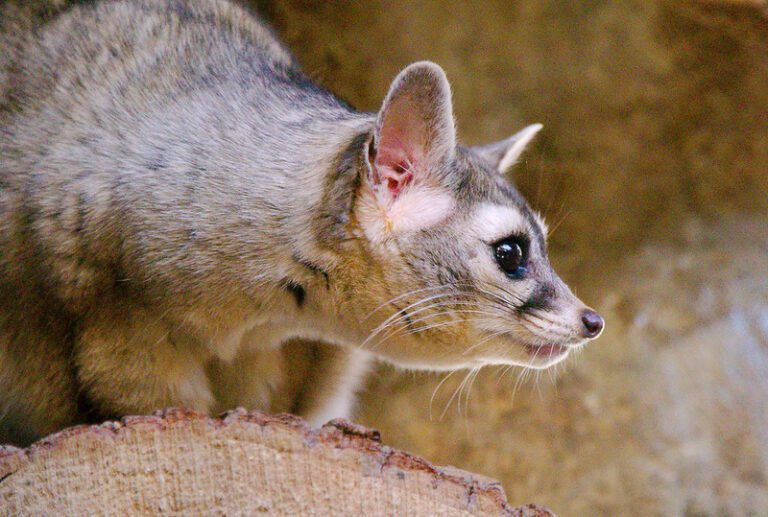 Le bassaris rusé ou ring-tailed cat, charmant mammifère d'Amérique du ...