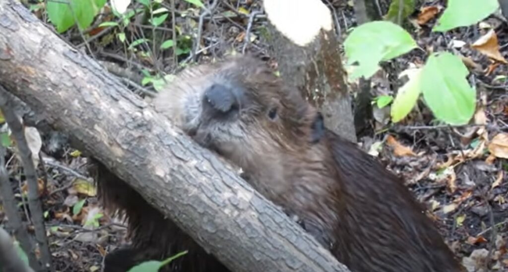 un castor mache un tronc méthodiquement [vidéo] - 2Tout2Rien