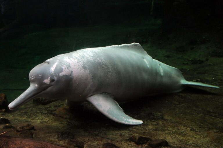 Le boto ou dauphin rose de l'Amazone - 2Tout2Rien