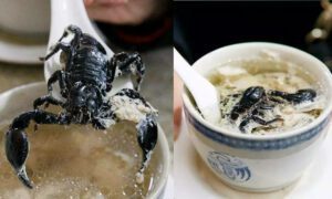 La soupe de serpent et de scorpion entier du Guangdong - 2Tout2Rien