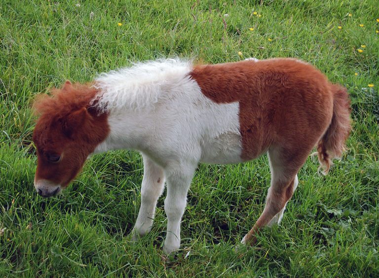 Les chevaux miniatures Falabella, une race des plus petits chevaux du ...