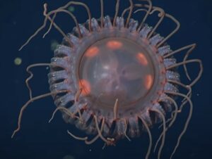 La découverte d'une nouvelle espèce de méduse Atolla, une méduse ...