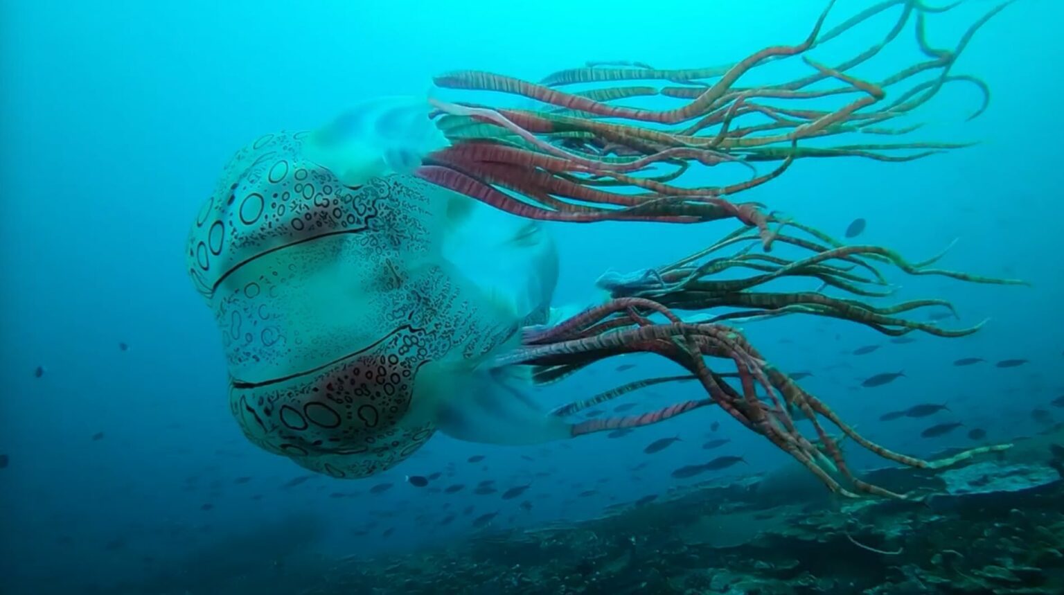 Une observation d'une très rare méduse [vidéo] - 2Tout2Rien