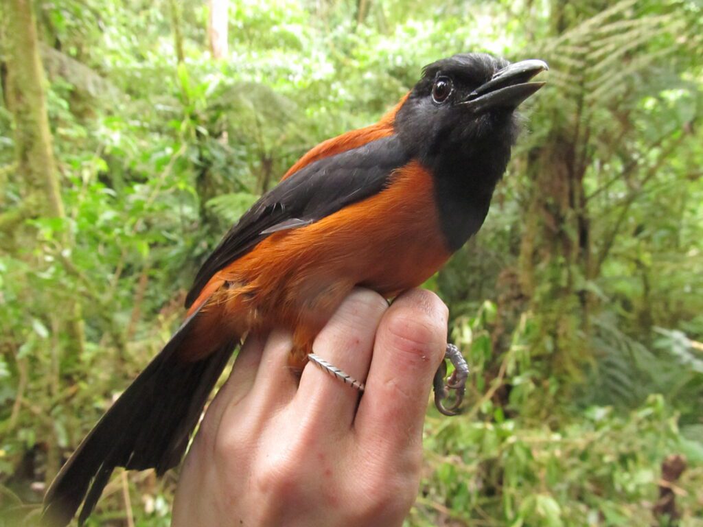 Le pitohui à capuchon, le quasi seul oiseau toxique connu - 2Tout2Rien