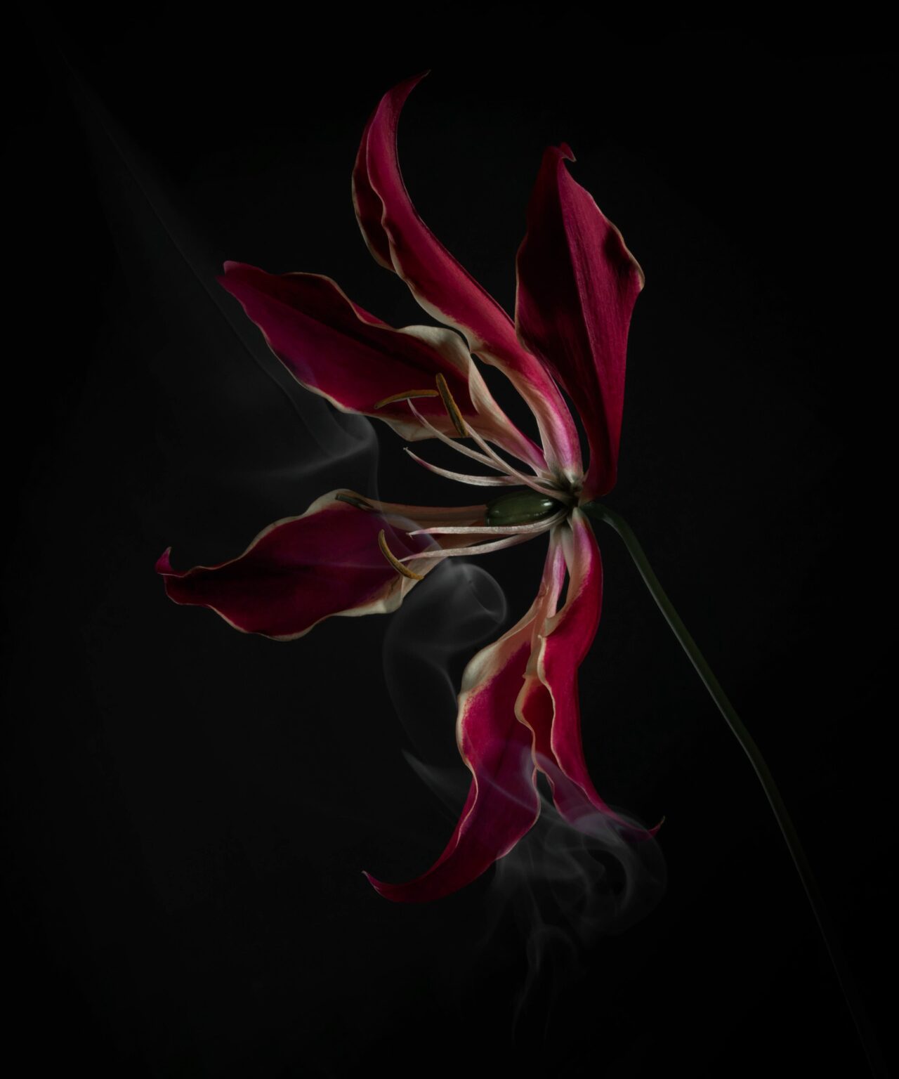 SmokeyFlowers - des fleurs dans une fine fumée - 2Tout2Rien