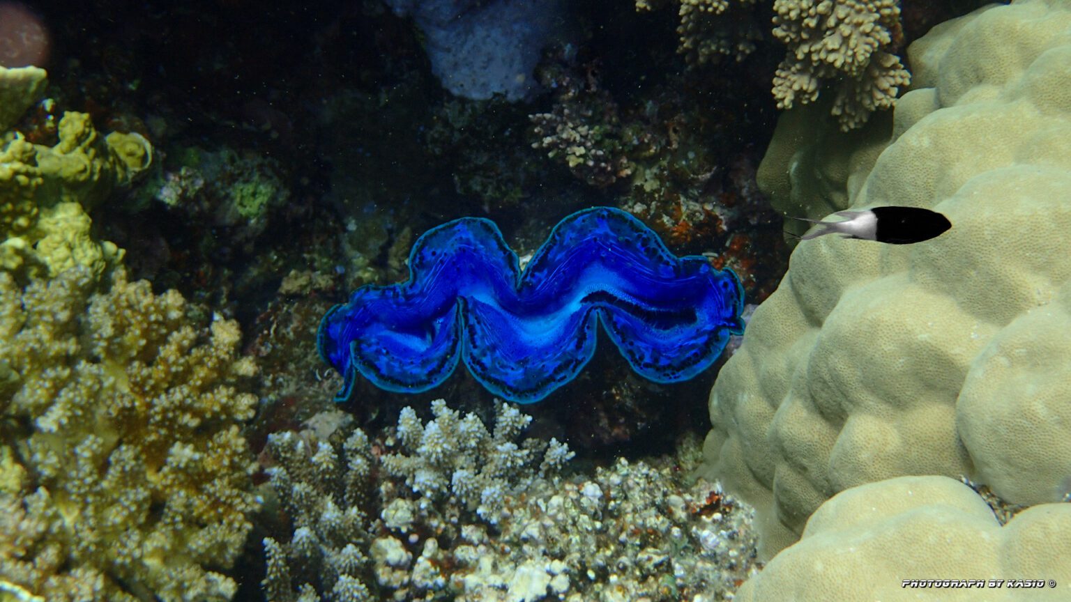 Le bénitier géant ou tridacne géant, merveilleux coquillage en danger ...