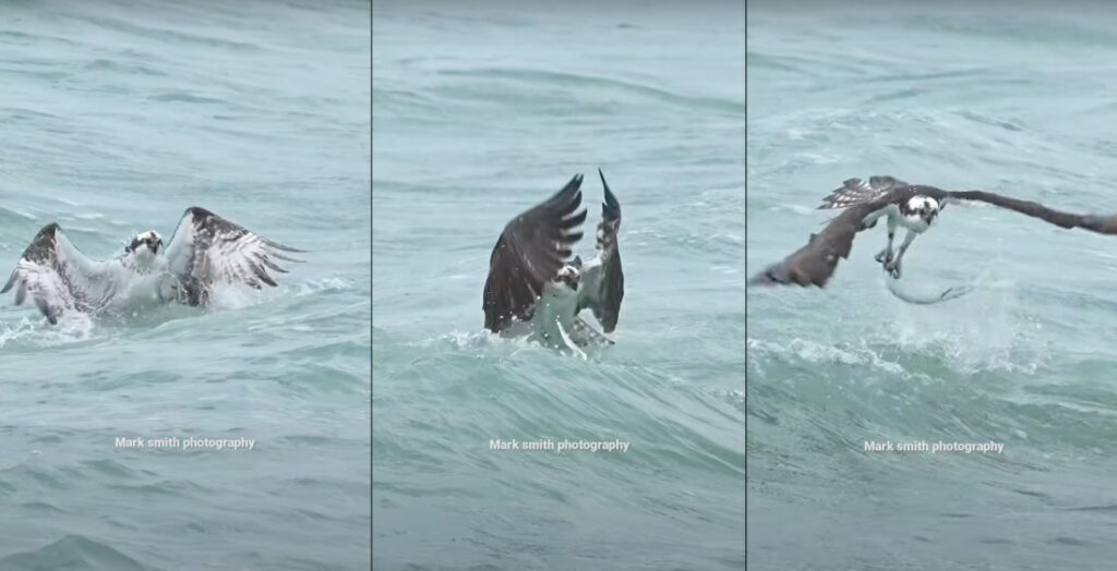 Un balbuzard pêcheur émerge de l'eau un barracuda entre les serres ...