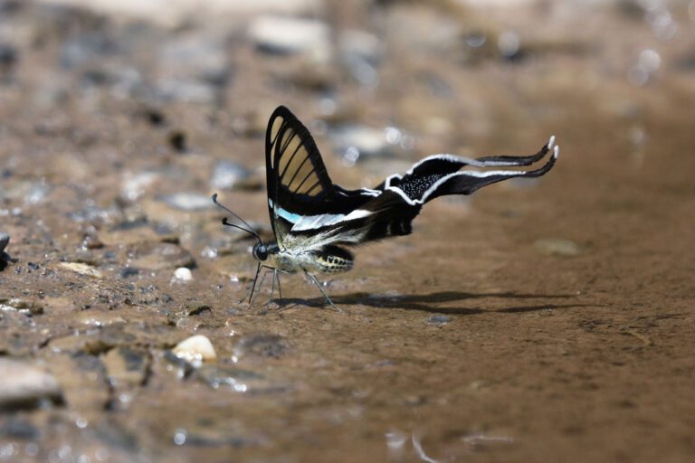 Le magnifique vol du papillon à queue de dragon vert - 2Tout2Rien