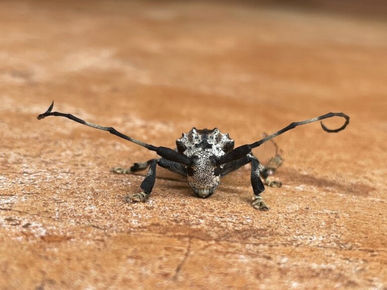 Le scarabée scorpion, un capricorne avec un dard venimeux au bout des ...