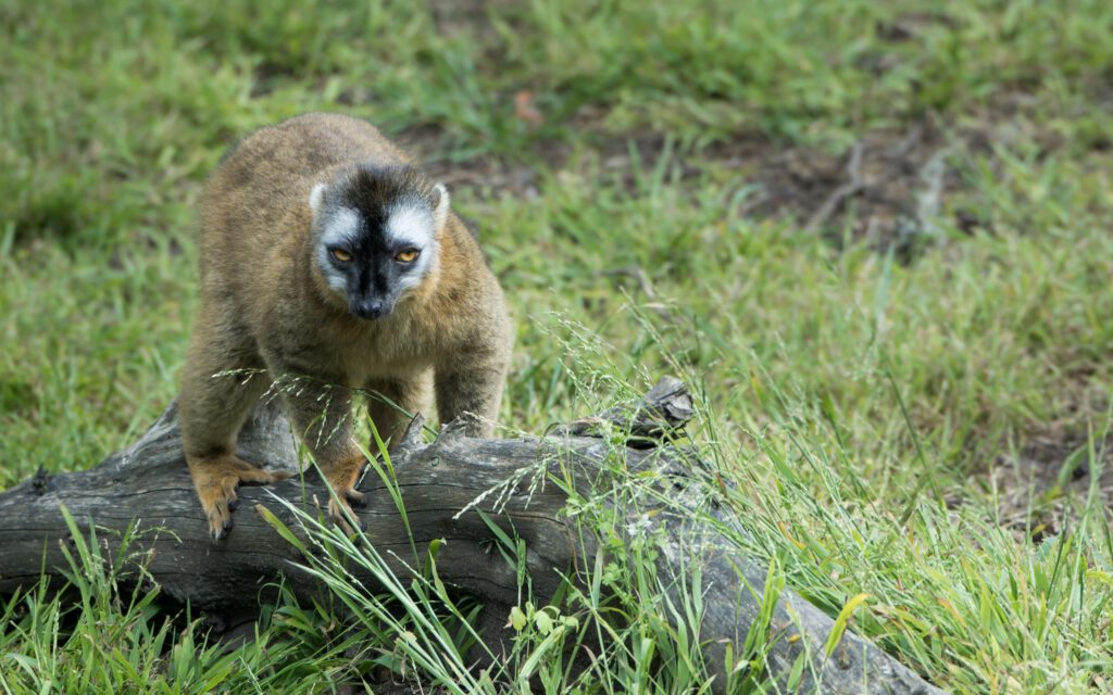 10 espèces de lémuriens méconnues - 2Tout2Rien
