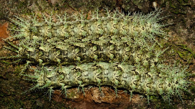 Lonomia obliqua, la chenille la plus dangereuse du monde - 2Tout2Rien