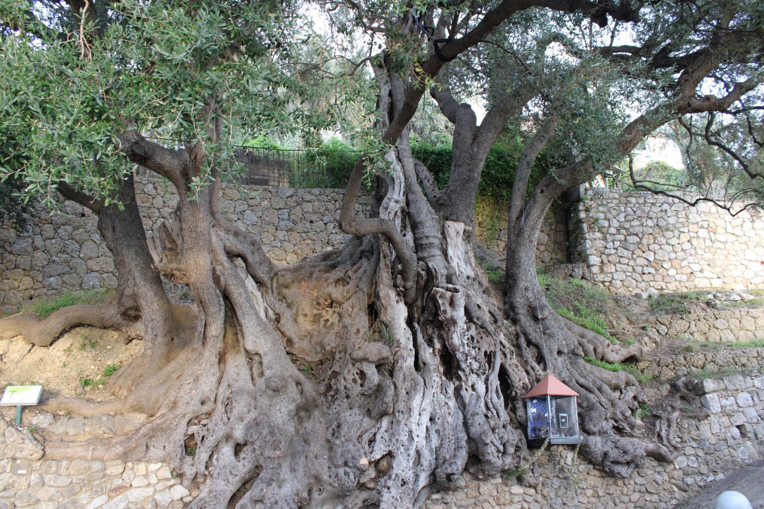 L'olivier millénaire de Roquebrune-Cap-Martin : le plus vieil arbre de ...