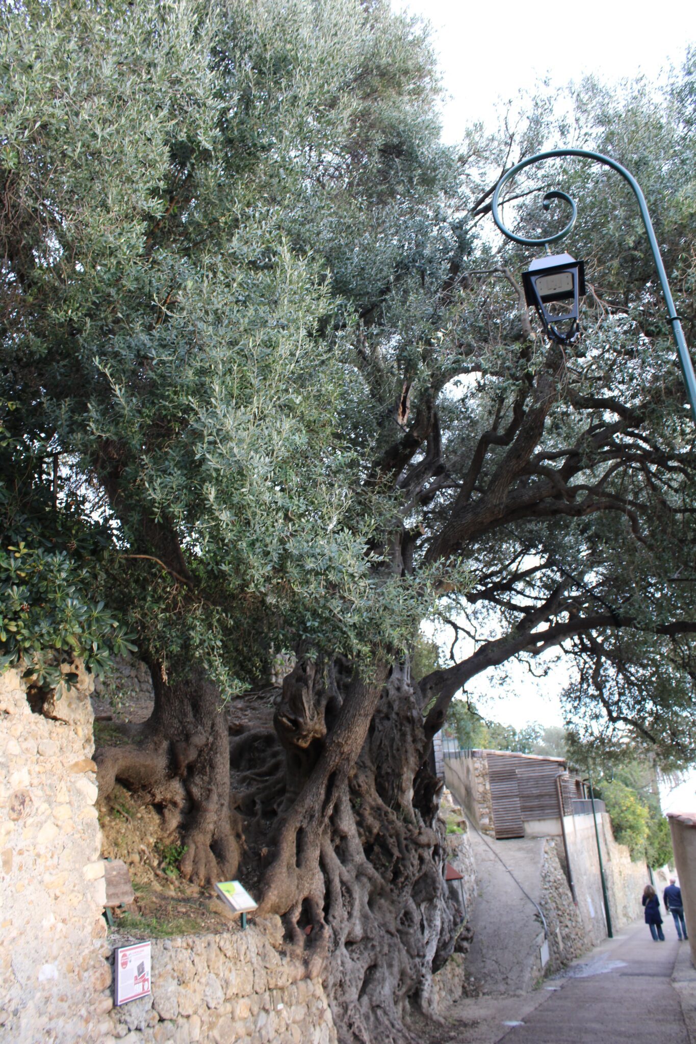 L'olivier millénaire de Roquebrune-Cap-Martin : le plus vieil arbre de ...