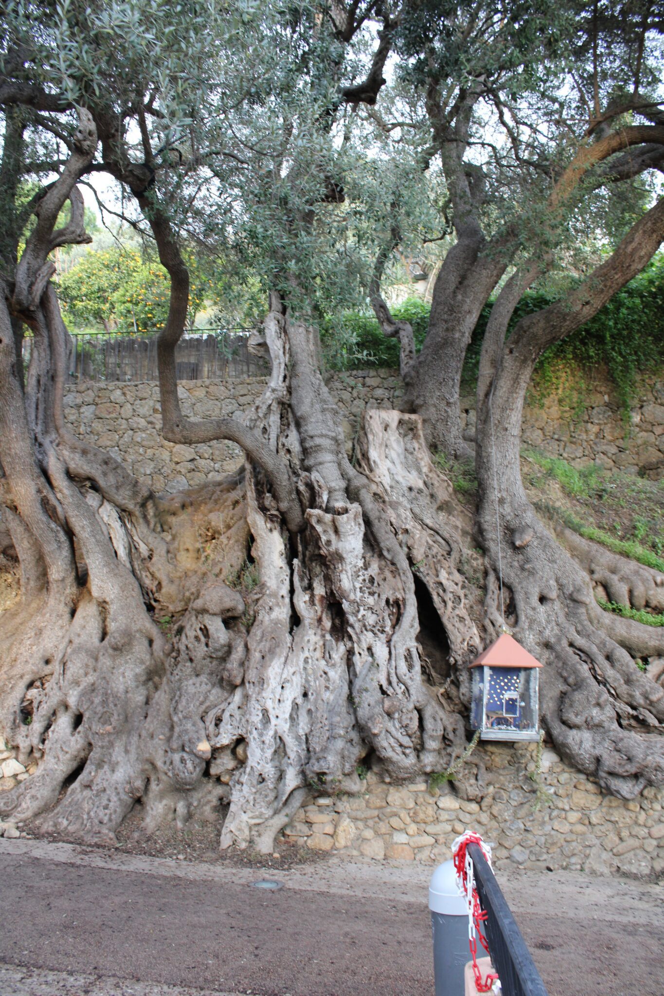 L'olivier millénaire de Roquebrune-Cap-Martin : le plus vieil arbre de ...