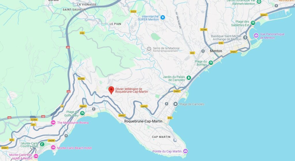 L'olivier millénaire de Roquebrune-Cap-Martin : le plus vieil arbre de ...