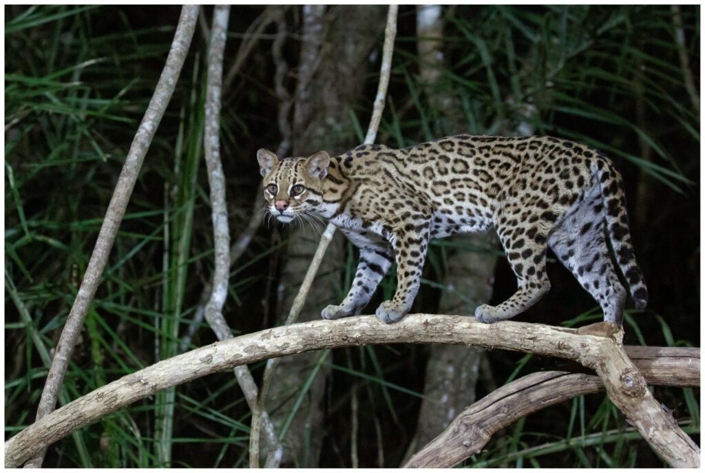 L'ocelot, mystérieux félin des Amériques - 2Tout2Rien