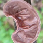 L'Oreille-de-Judas, un champignon en forme d'oreille comestible ...