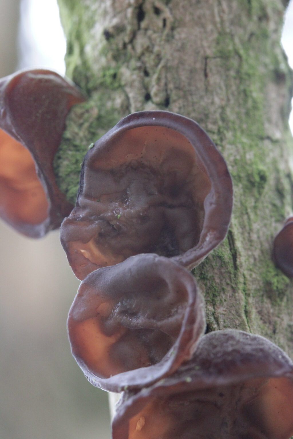 L'Oreille-de-Judas, un champignon en forme d'oreille comestible ...