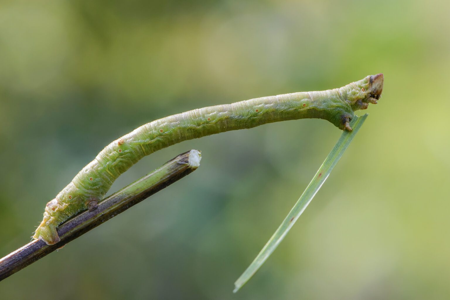 La chenille-bâton : maître du camouflage en branche - 2Tout2Rien