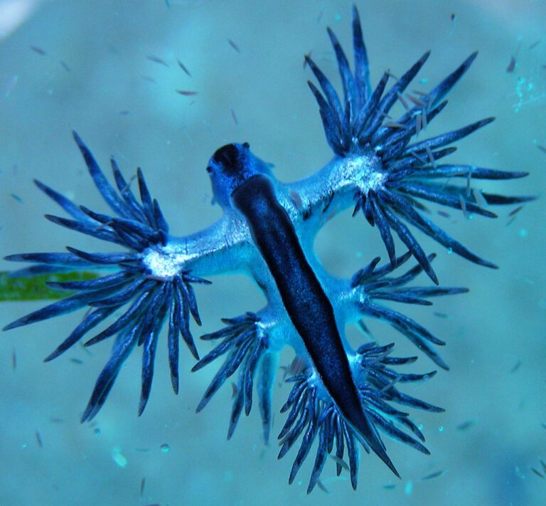 Glaucus atlanticus, le fantastique dragon bleu des océans - 2Tout2Rien